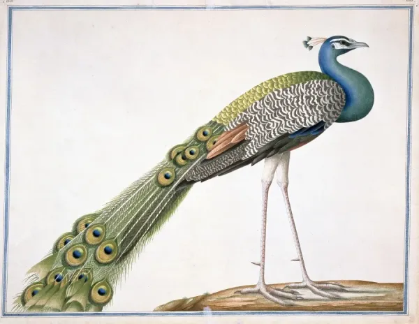 Indian Peacock Art Watercolor Tutorial #1: Painting An Indian Peacock