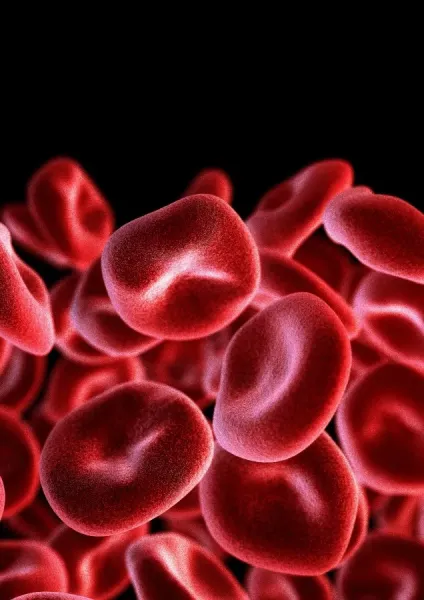 Red blood cells, computer artwork Our beautiful Wall Art and Photo ...