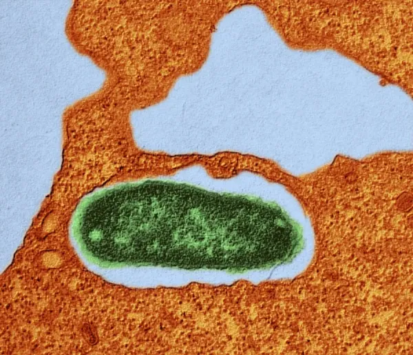 Salmonella Bacterie Cel
