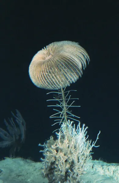 Sea Lily Anatomy