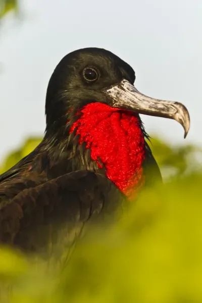 Premium Framed Print of Adult male great frigatebird (Fregata minor)