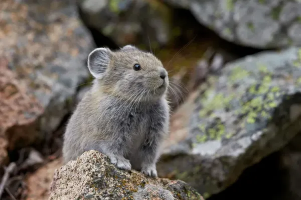 Cushion of American Pika (Ochotona princeps)