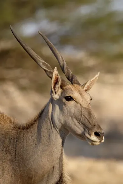 Eland Animal The World's Largest Antelope