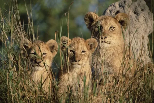 Photo Mug of Lion cubs, Panthera leo, Kruger National Park