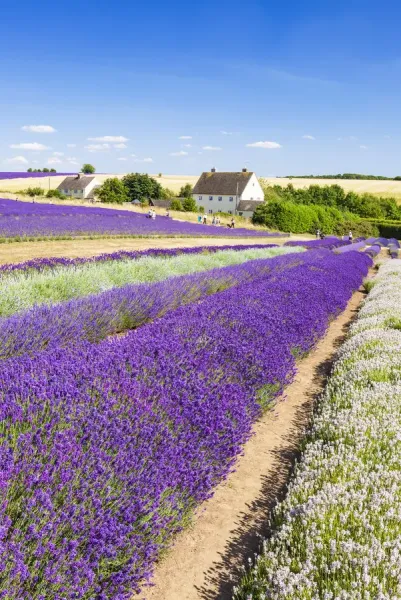 Rows of lavender in a lavender field at Cotswold Lavender