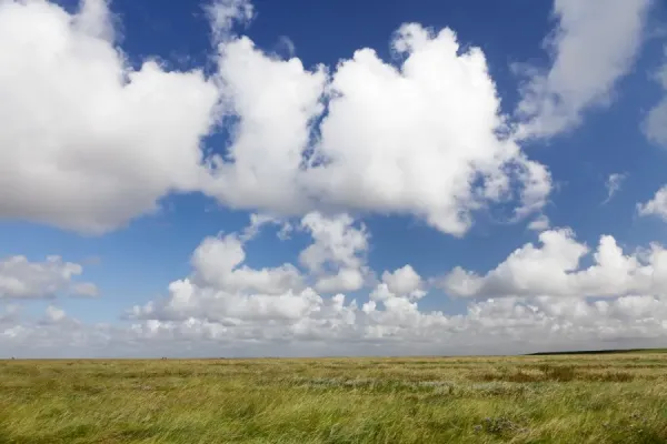Postcard of Salt meadow (salt marshes), Westerhever