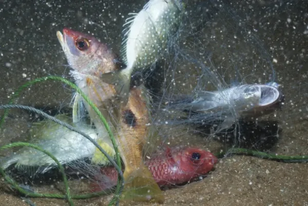 Jigsaw Puzzle of Striped snapper (Lutjanus) caught in fishing net