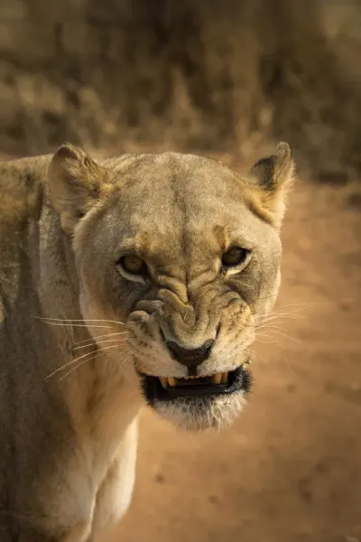 Snarling Lioness