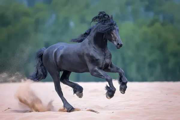 Friesian Horses Running Friesian Horse | Cards, The Universe And