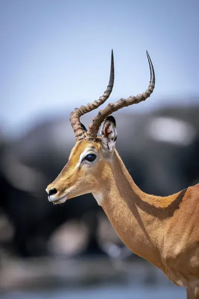 Okavango