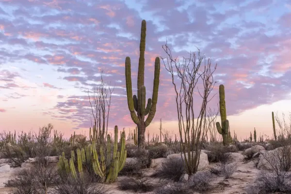 Baja California Desert