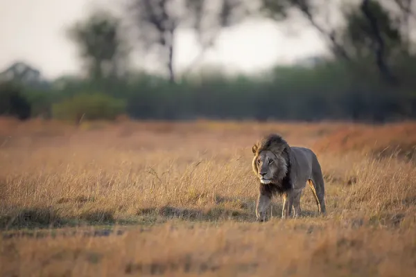 Okavango