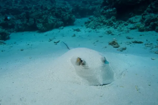 Feathertail Stingray (Pastinachus sephen). Red Sea