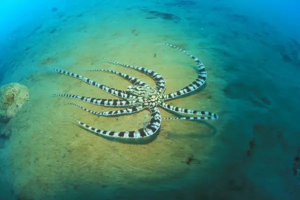 Mimic Octopus Mimicking Jellyfish