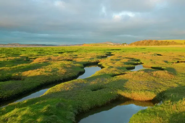 Salt Marsh at Hest Bank Morecambe Bay Lancashire UK
