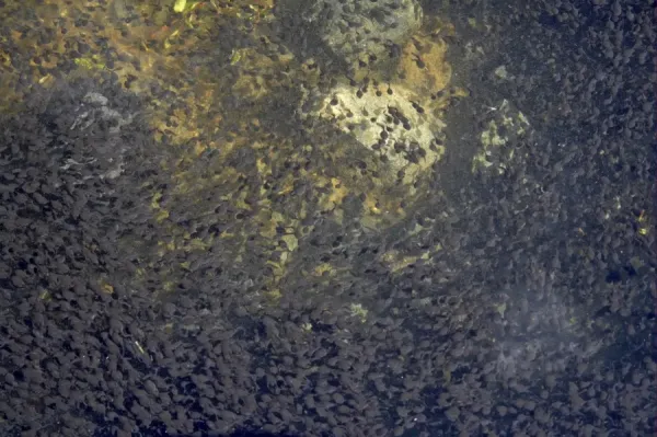 Western Toad (Anaxyrus boreas) tadpoles Our beautiful Wall Art and ...