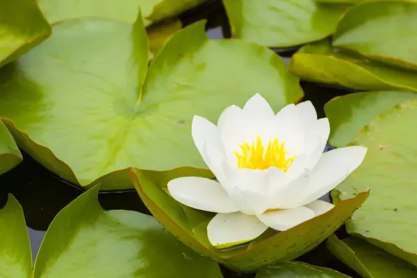 Beautiful Lily Pads Beautiful Lotus Flower On Lily Pad, Lotus, Leaf,