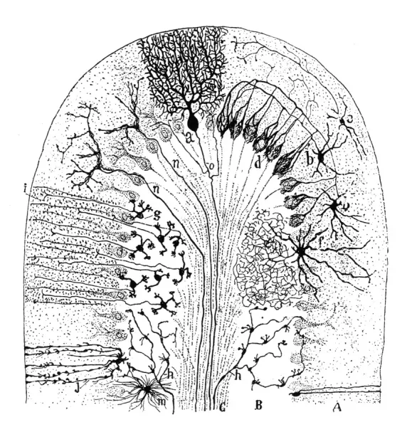 Wooden Jigsaw Puzzle of Cell types in the mammalian cerebellum: drawing