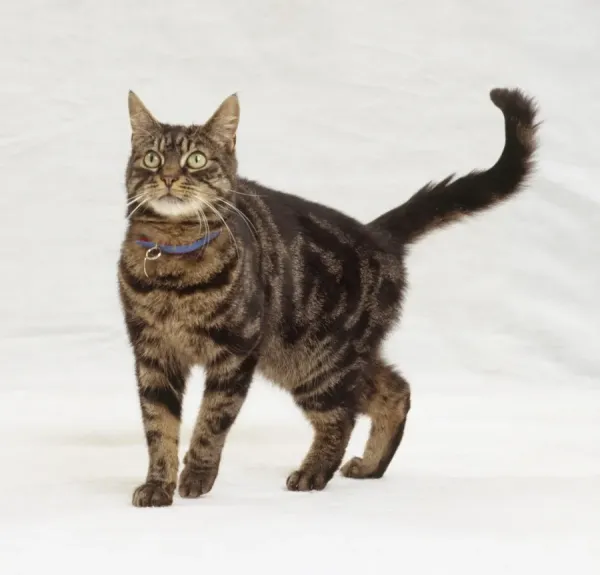 Standing Tabby Cat