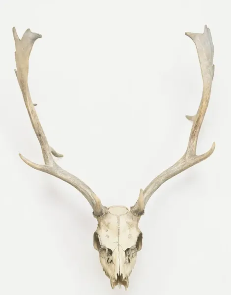 Deer Skull Anatomy Red Deer Skull