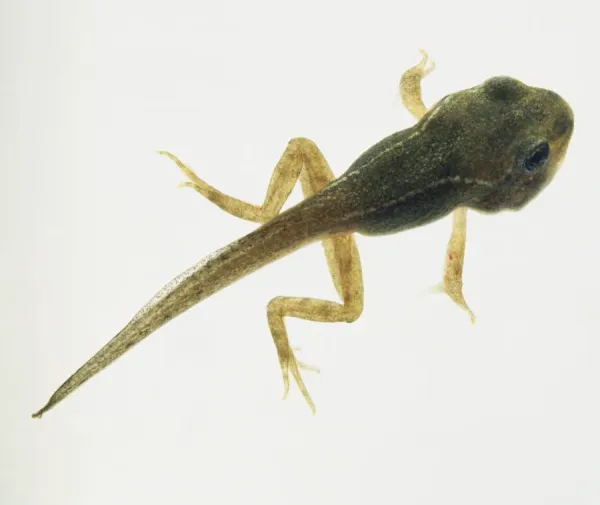 How To Draw A Tadpole With Legs Step By Step Drawing Easy
