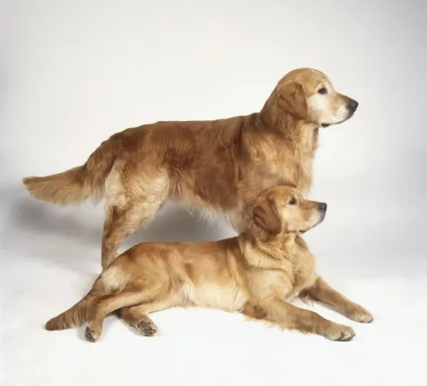 Are Golden Retrievers Better In Pairs