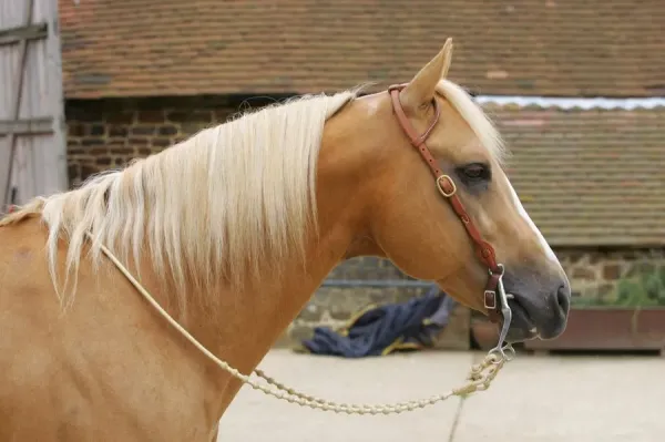 Thourobred Palomino Stallions