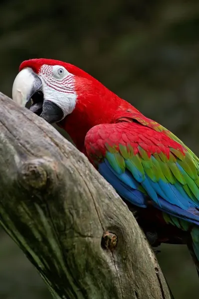 Zoo Parrot A Birthday Day Out At Bristol Zoo | Welsh Mum Of One