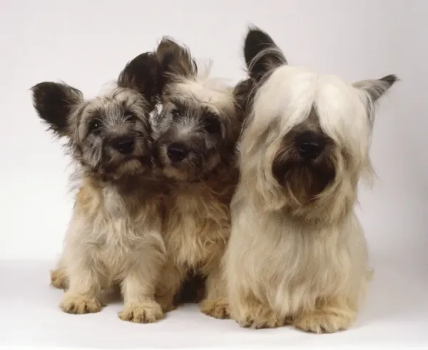 Why Do Puppies Huddle Together