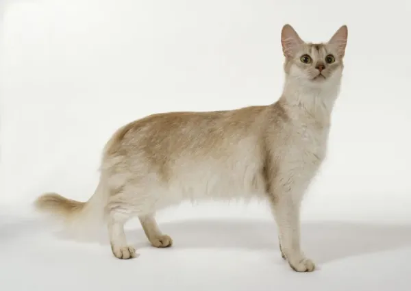 Sorrel Somali Cat