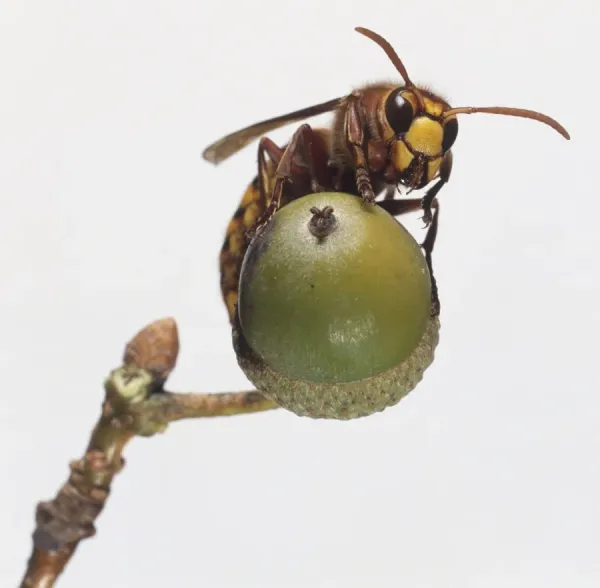 Insect Hymenoptera Wallpapers