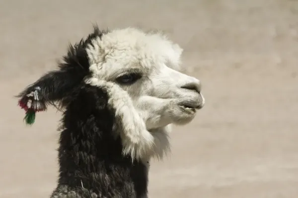 Alpaca (Lama pacos), Lauca National Park Our beautiful Wall Art and ...