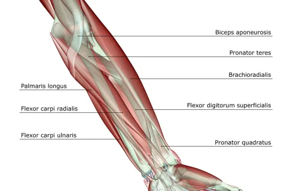 Biceps Diagram The Anatomical Structure Of The Human Arm: 1 Bicep, 2
