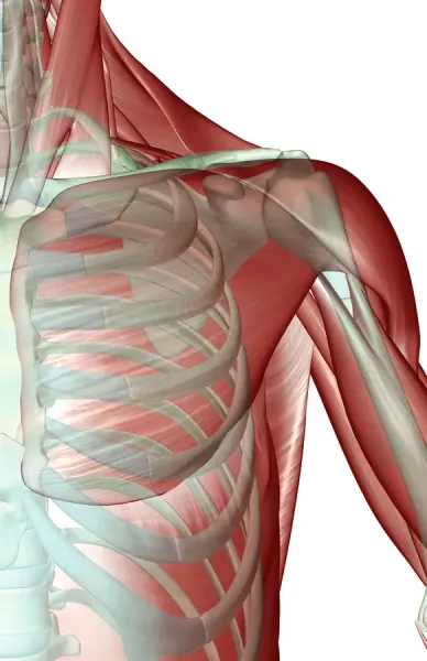 Anatomy Of Deltoid Deltoid Origin, Insertion, Action, Innervation