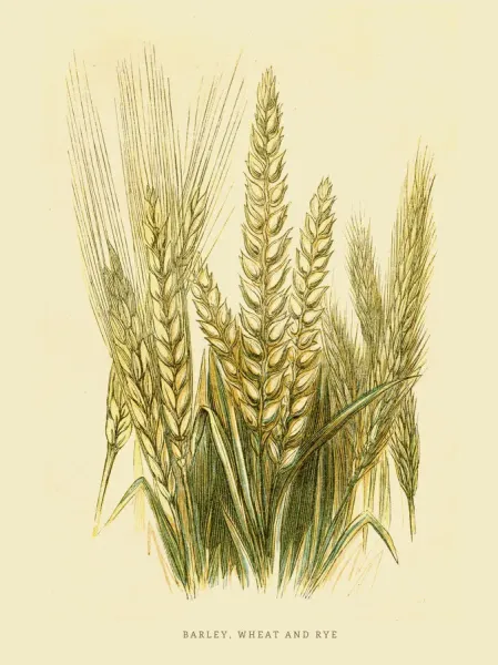 Wheat Illustration Ears Of Wheat, Barley Or Rye Are Woven Into One