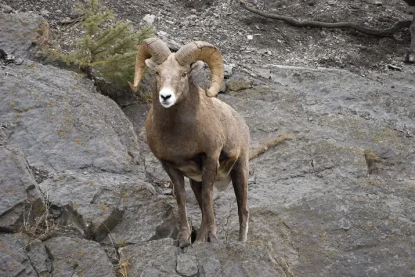 Bighorn sheep (Ovis canadensis) Our beautiful Wall Art and Photo Gifts ...