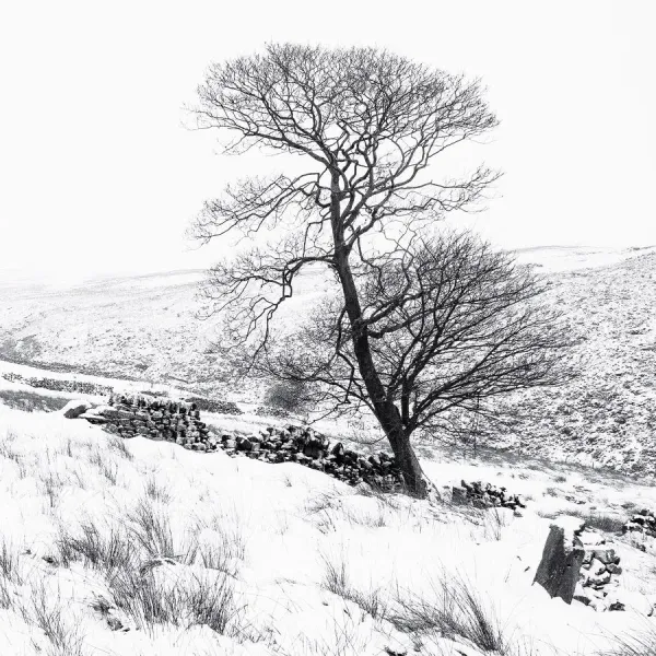 Tree Covered In Snow Drawings In Pencil