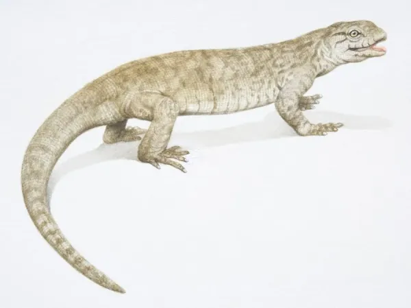 A brown Monitor Lizard with a long tail, side view #13562405