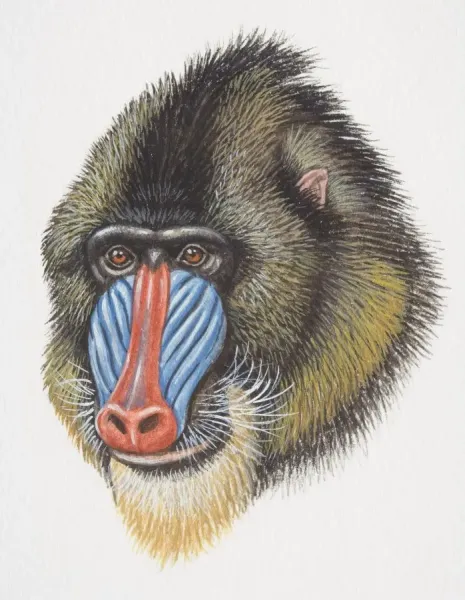 Mandrill Face Wild Mandrill In Black Print By Alessandro Catta
