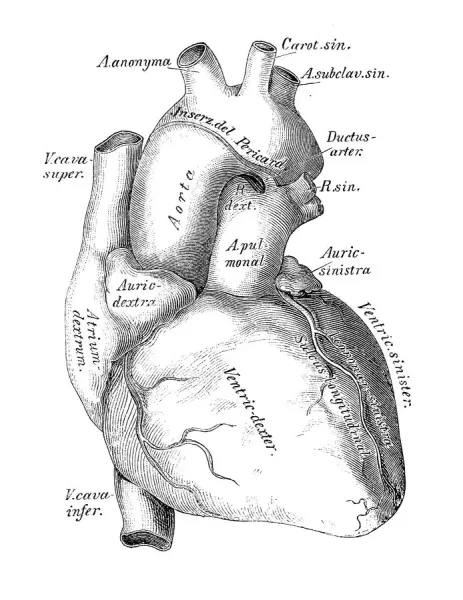 Human Heart Illustration The Anatomy Of The Human Heart In Red