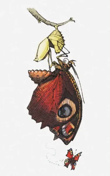 Illustration of butterfly below cocoon attached to stem