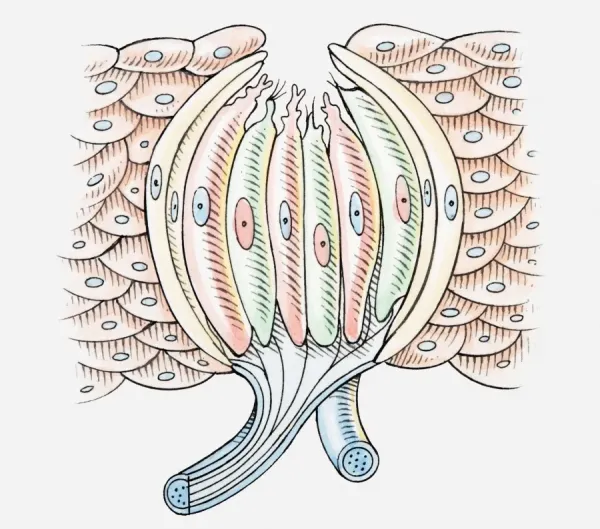 Illustration of human taste bud, cross section Our beautiful Wall Art ...