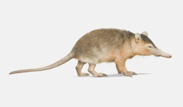 Illustration, Solenodon (Solenodon cubanus), side view