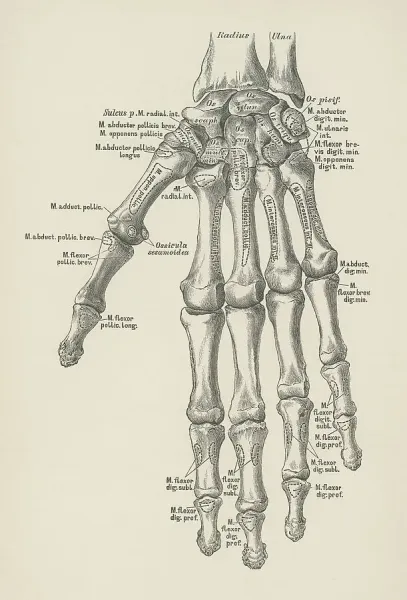 Left Hand Bones Diagram