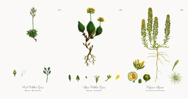 Rock Whitlow Grass, Draba Rupestris, Victorian Botanical