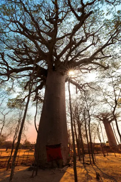 Sacred Baobab Our beautiful Wall Art and Photo Gifts include Framed ...