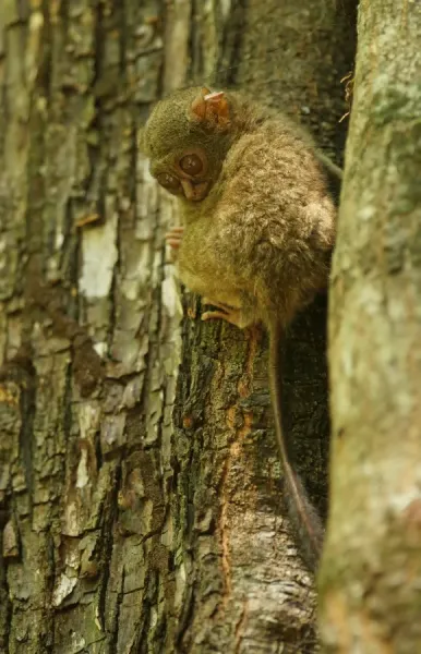 Spectral Tarsier -Tarsius spectrum, Tarsius tarsier
