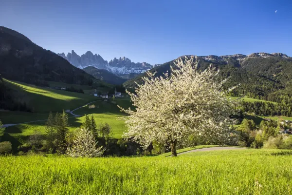 Spring flowering trees Funes Valley Italy Our beautiful Wall Art and ...