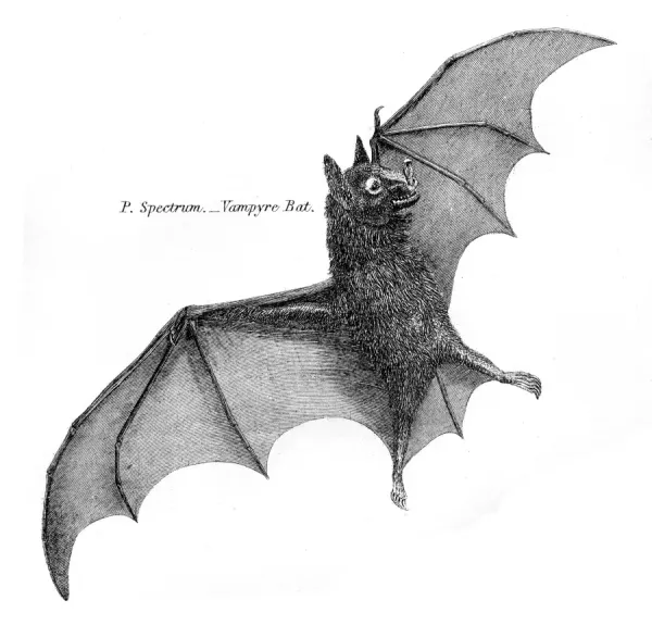 Vampire Bats Drawings Batty Vampire Bat Cartoon Grafik Von Schwegel