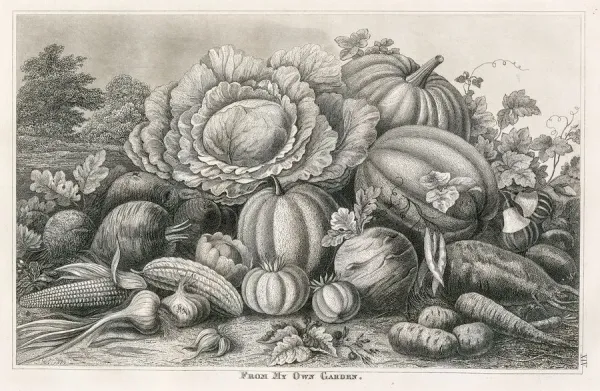 Vegetable Garden Prints